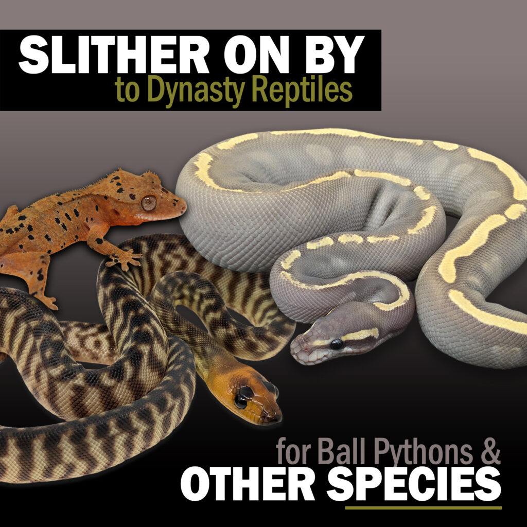 Mexican Black Kingsnake - Mexican Black Kingsnake